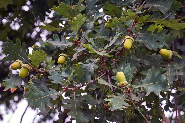 Arak tree Stock Photos, Royalty Free Arak tree Images | Depositphotos
