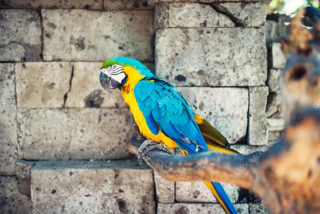 Blue Rainforest Parrot