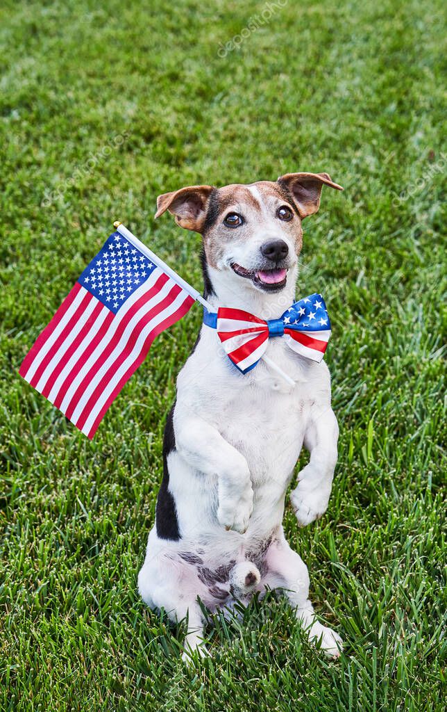Perro posando en corbata de lazo de bandera americana con bandera de EE ...
