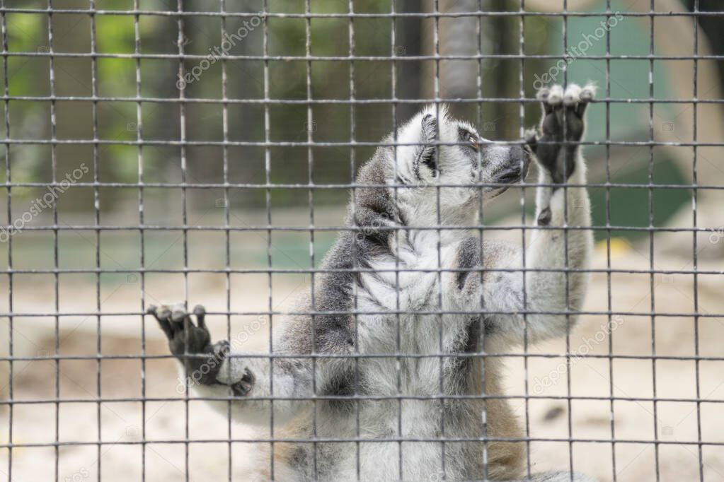 El lémur de cola anillada, Lemur catta es un gran primate estrepsirrino ...