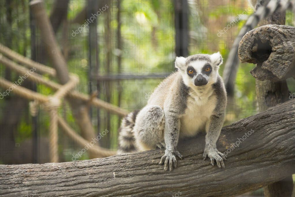 El lémur de cola anillada, Lemur catta es un gran primate estrepsirrino ...