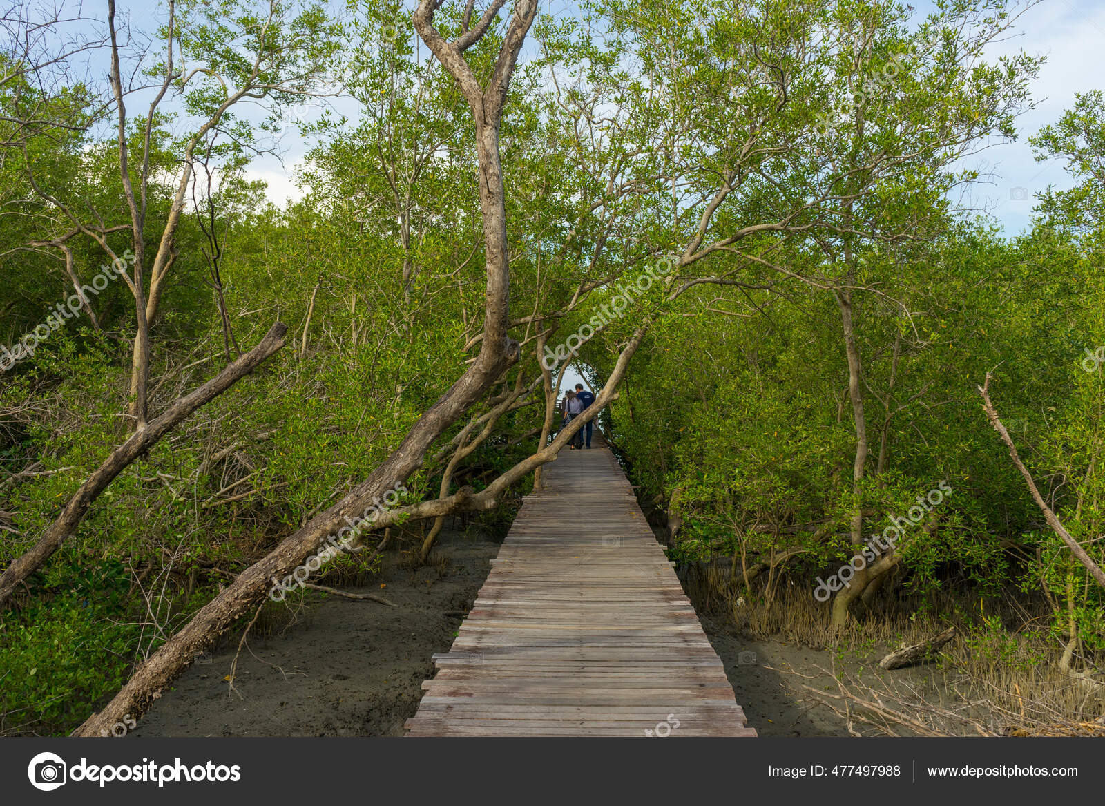 Walking Path Laem Phak Bia Environmental Study Development Project ...