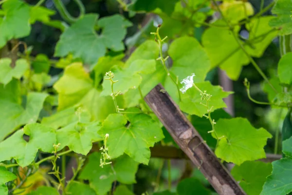 Grape Vine Green Snake