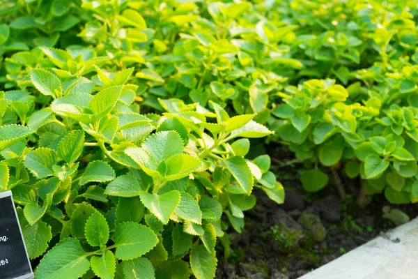 Ramie plant Stock Photos, Royalty Free Ramie plant Images | Depositphotos