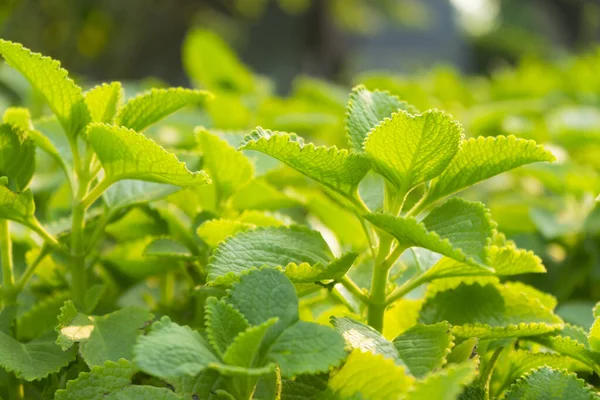 Ramie plant Stock Photos, Royalty Free Ramie plant Images | Depositphotos