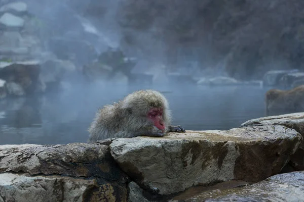Japan hot spring monkey Stock Photos, Royalty Free Japan hot spring ...