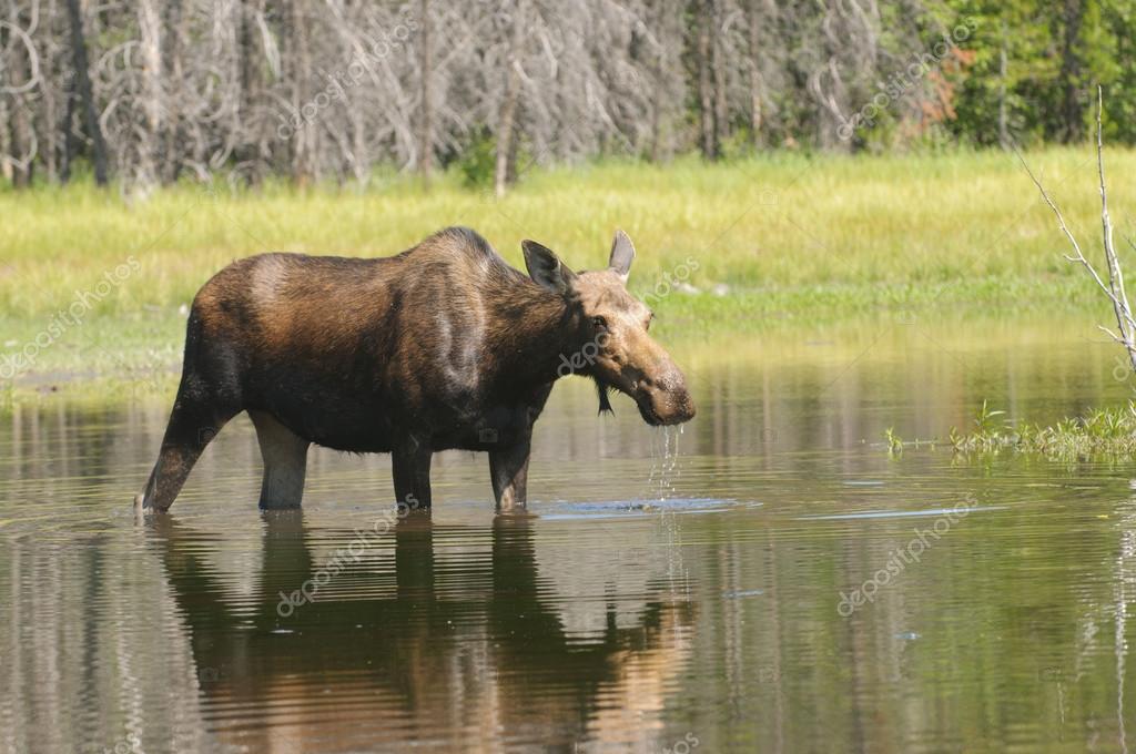 Moose feeding in a pond — Stock Photo © jeffbanke #52254129