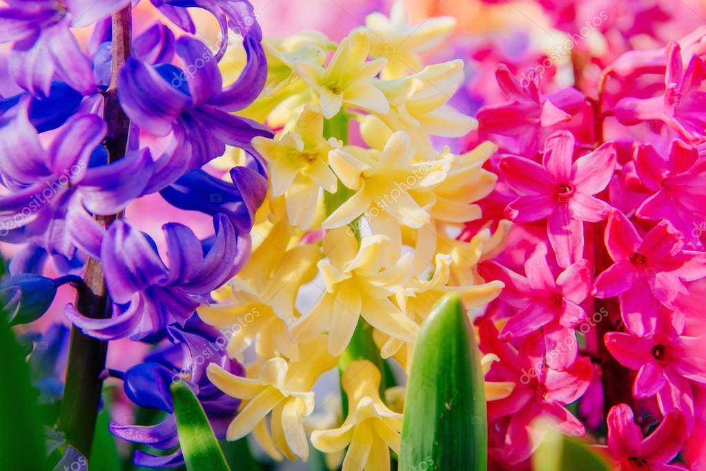 Group of beautiful multicolored hyacinths. Holland. Stock Photo by ...