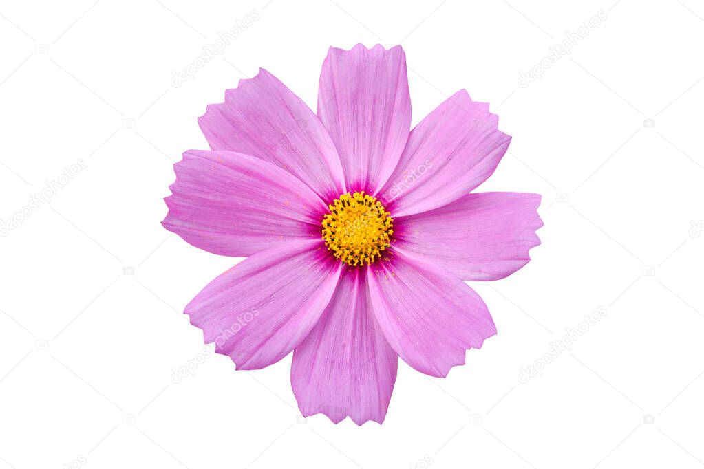 Flores cosmo rosadas aisladas sobre fondo blanco Las flores se producen ...