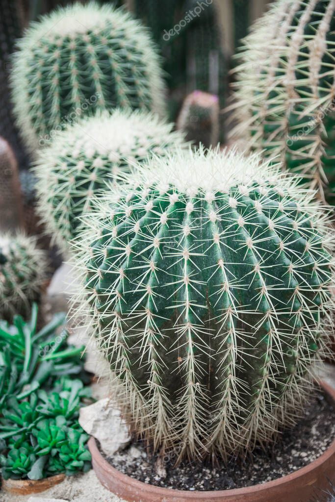 Textura verde espinoso cactus primer plano, hermoso fondo. Los cactus ...