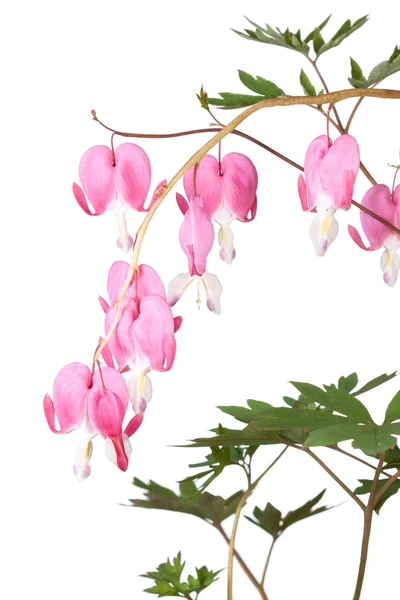 Flor de lira fotos de stock, imágenes de Flor de lira sin royalties ...