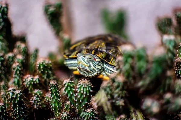 Tortoiseshells Stock Photos, Royalty Free Tortoiseshells Images ...