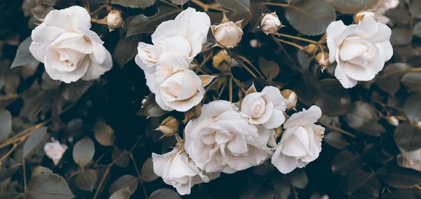 Twitter Header Tumblr Nature