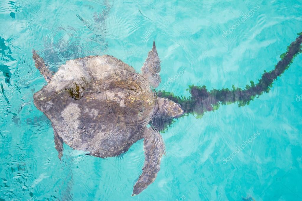 Marine turtle, Isabela island, Galapagos (Ecuador) Stock Photo by ...
