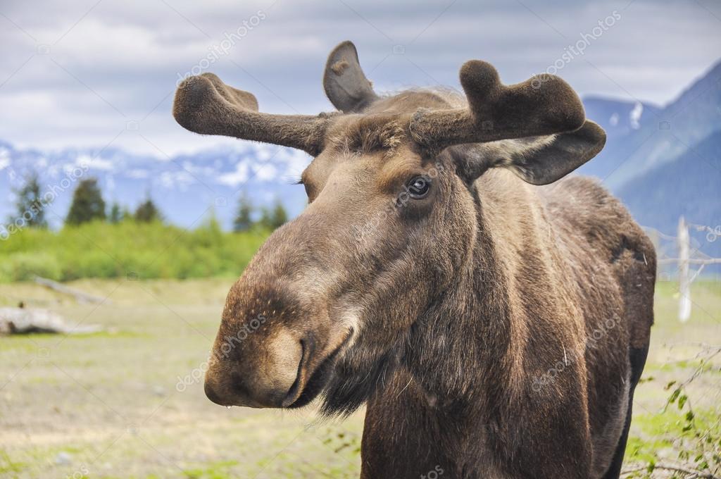 Alces en Alaska (Estados Unidos) ): fotografía de stock © naticastillog ...