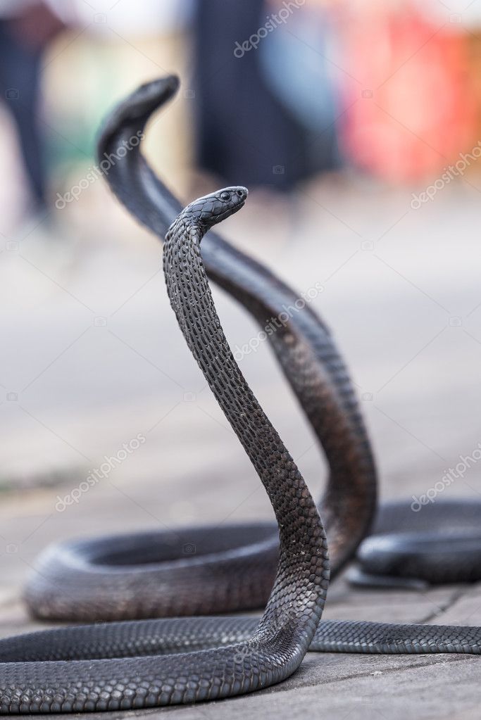 Two Egyptian cobras charmed at Jemaa el-Fnaa square, Marrakesh (Morocco ...