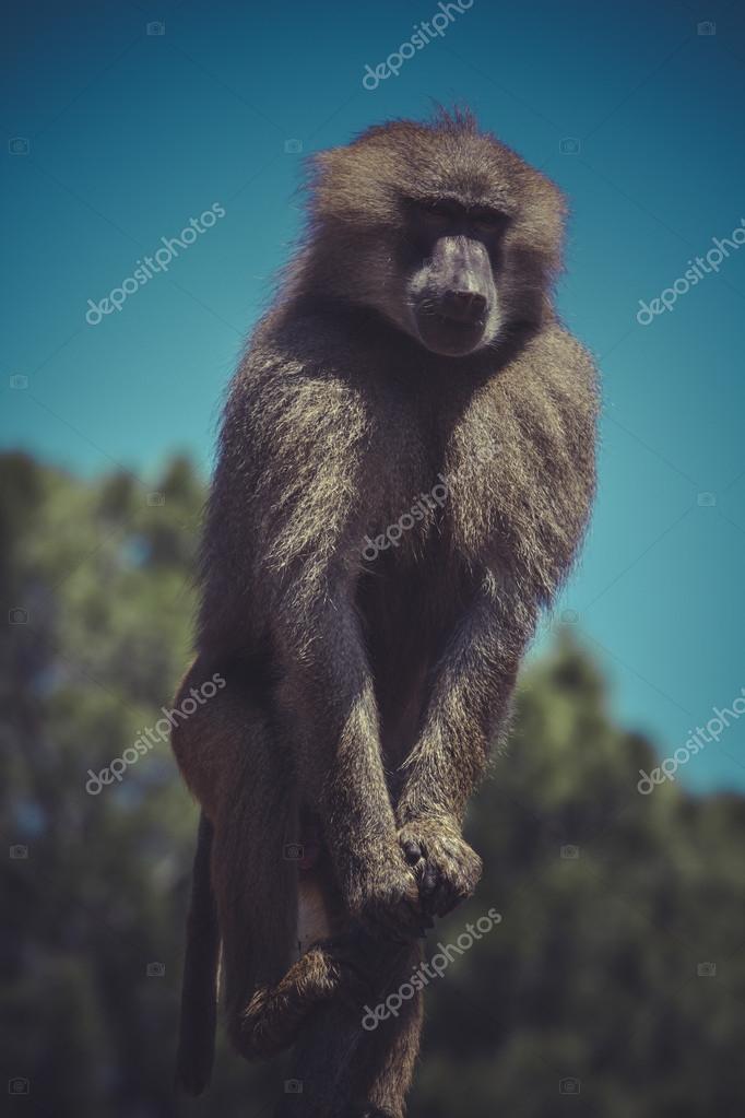 African baboon monkey — Stock Photo © outsiderzone #101155914