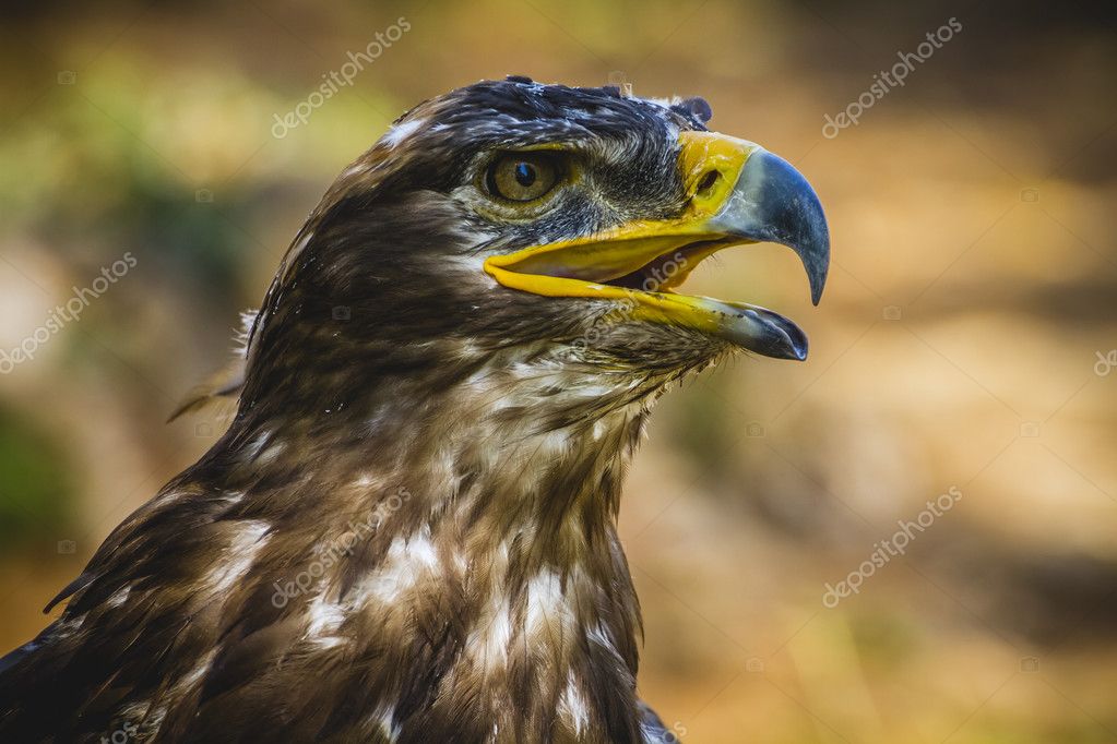 Imperial eagle Stock Photo by ©outsiderzone 52666927