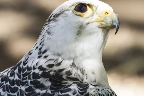 Beautiful white falcon — Stock Photo © outsiderzone #52786025