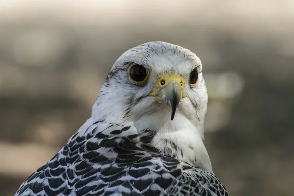 Beautiful white falcon — Stock Photo © outsiderzone #52786025