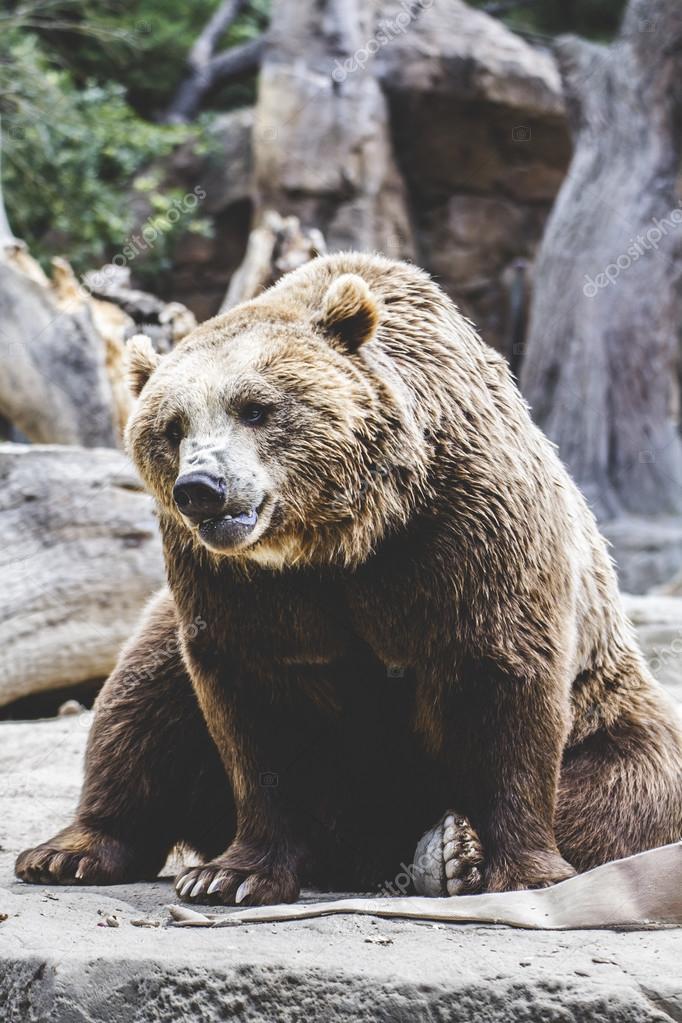 Furry brown bear Stock Photo by ©outsiderzone 57697819