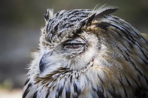 Beautiful owl - Stock Image - Everypixel