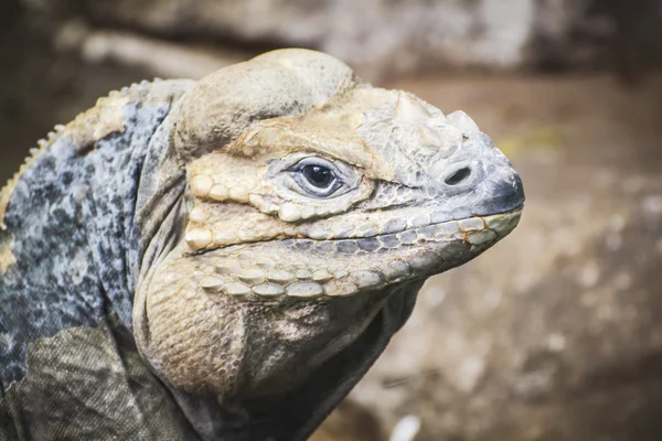 Reptile, scaly lizard Stock Photo by ©outsiderzone 50218237