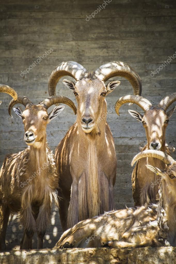 Group of mountain goats — Stock Photo © outsiderzone #58752135