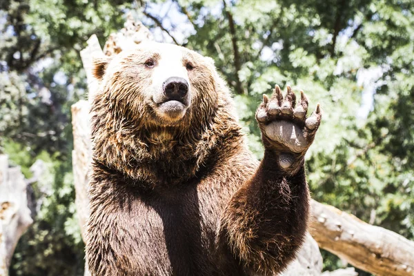 Cute Grizzly Bear Waving