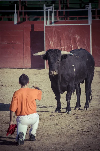 Bull fighting stadium Stock Photos, Royalty Free Bull fighting stadium ...