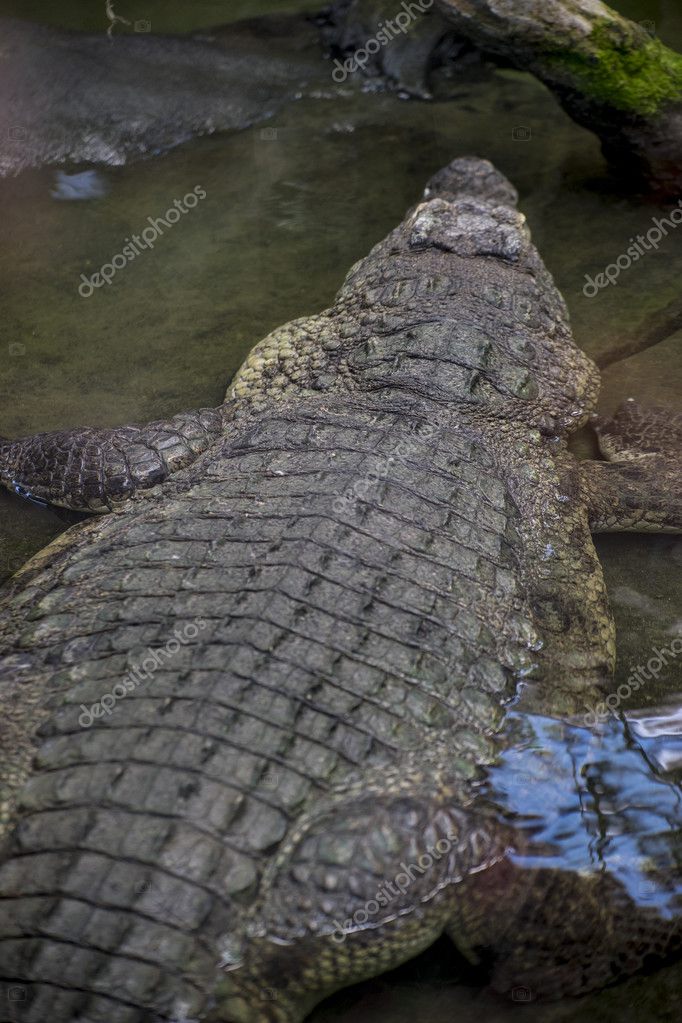 Crocodile resting in river — Stock Photo © outsiderzone #93376204
