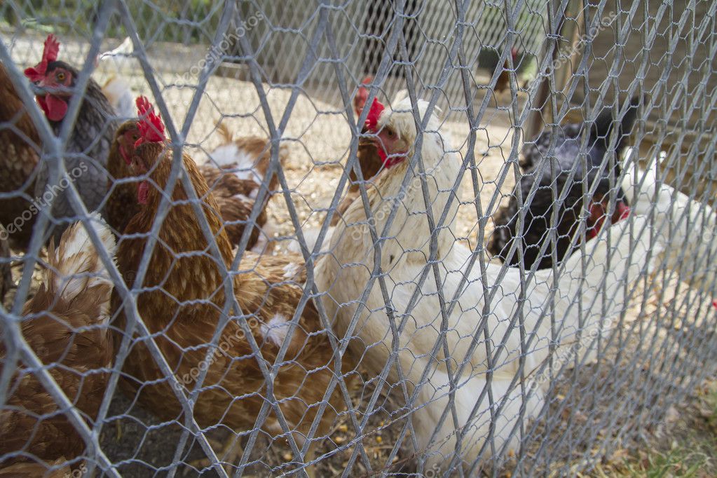 Traditional chicken coop Stock Photo by ©outsiderzone 93651888