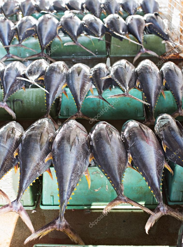 Tuna fish at a market — Stock Photo © epixx #72425129
