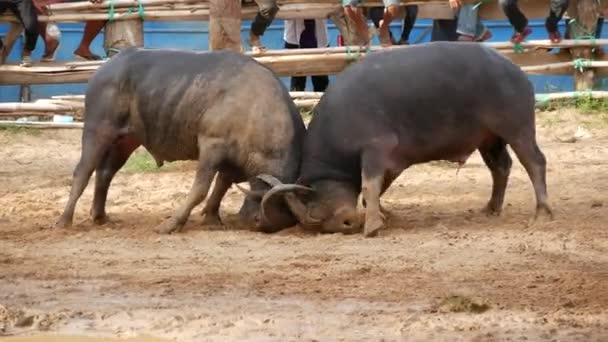 252 Thai bull Videos, Royalty-free Stock Thai bull Footage | Depositphotos