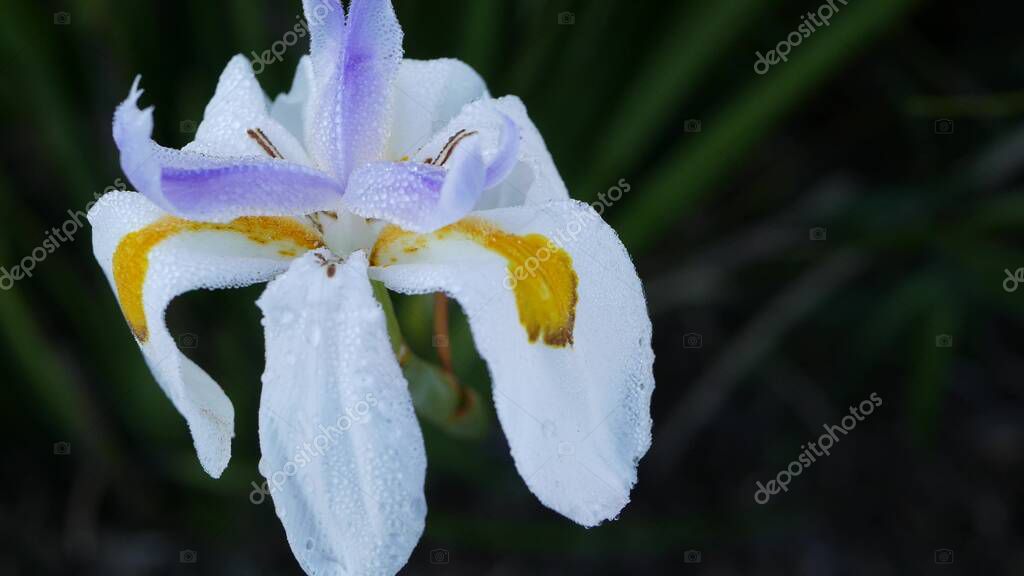 Flor de flor de iris blanco, jardinería en California, EE.UU. Delicada ...