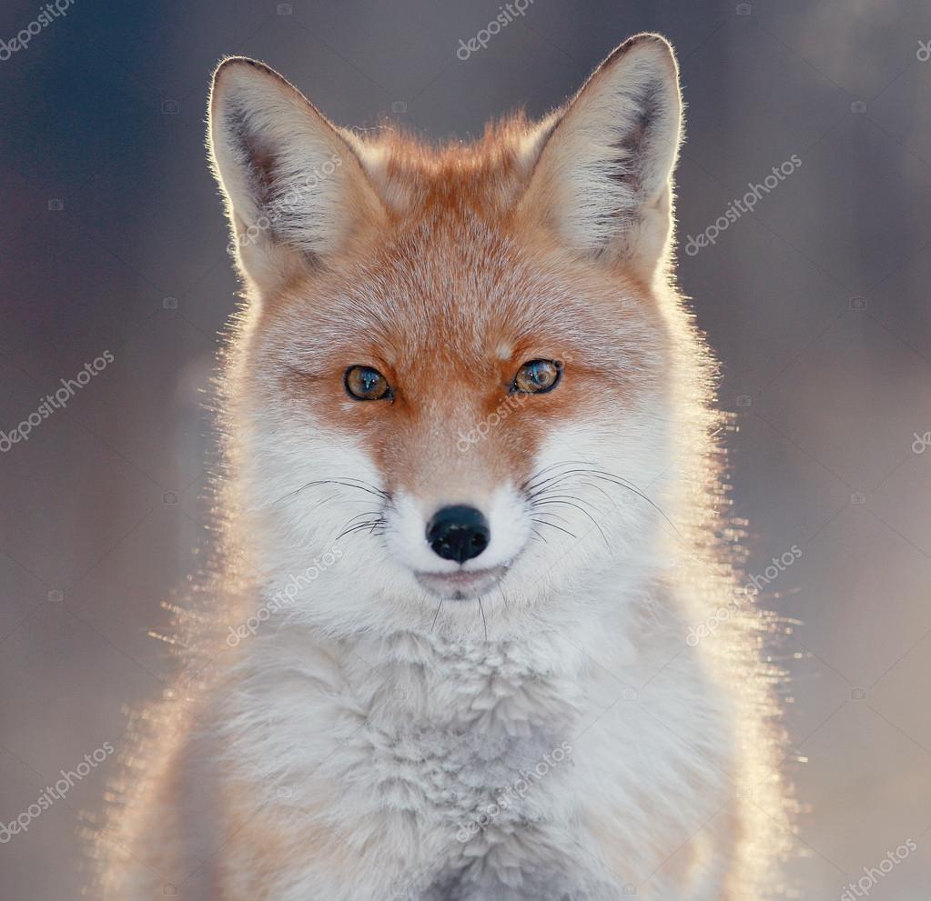 Cute red fox in forest — Stock Photo © xload #105743454