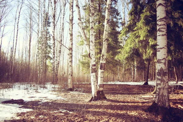 march landscape with birch trees - Stock Image - Everypixel