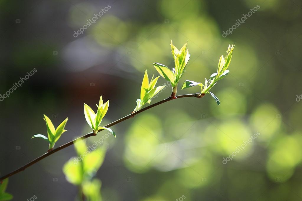 Blurred spring background Stock Photo by ©xload 114220422
