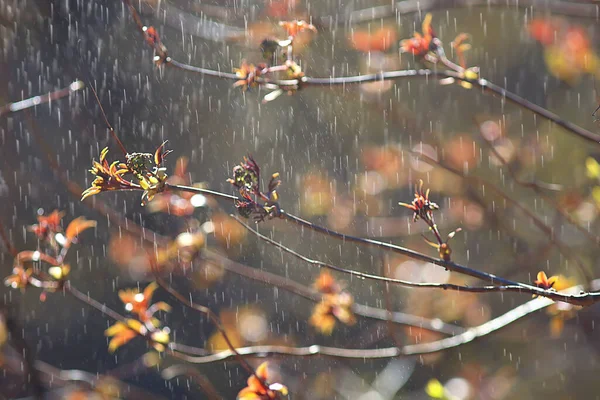 spring rain background branches leaves, abstract background - Stock ...