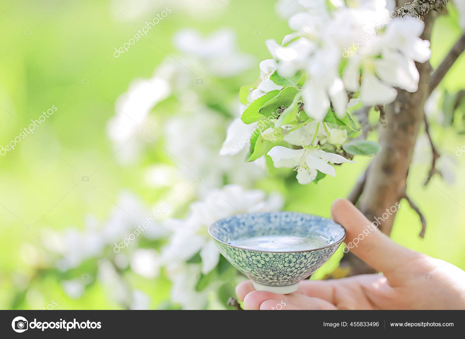 Japanese Tea Ceremony Spring Garden Aroma Cherry Blossom Sakura Asia ...
