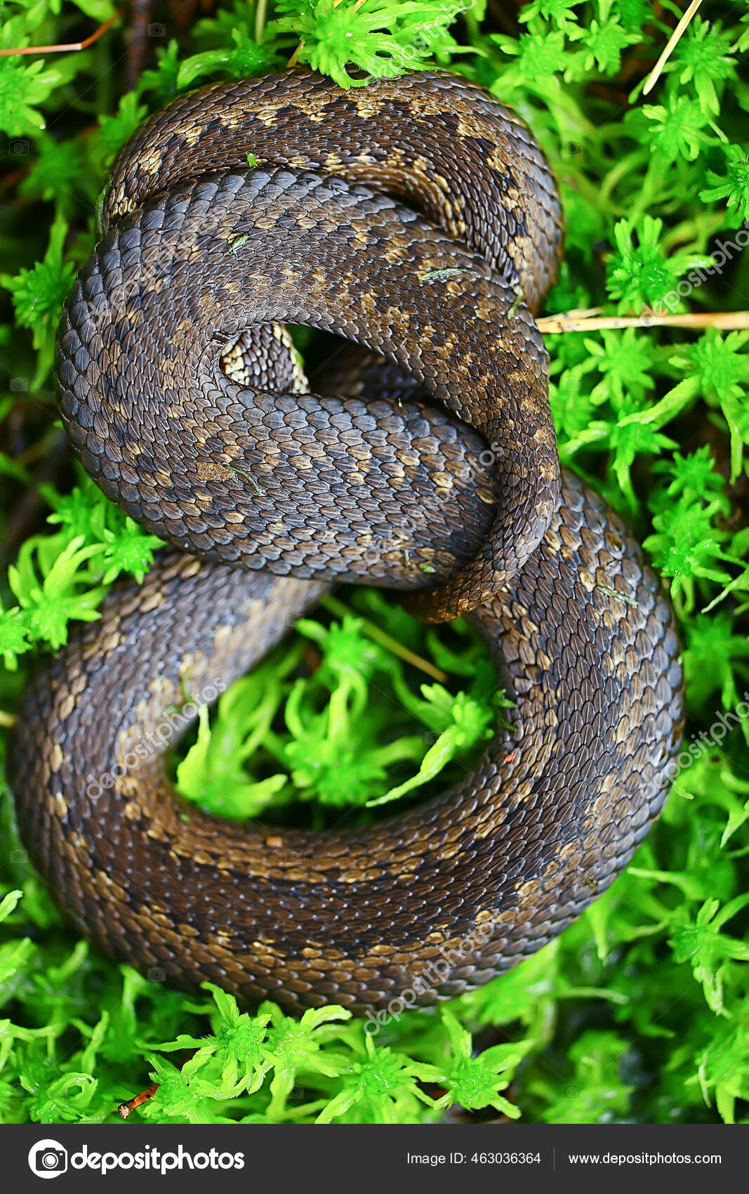 Snake Viper Swamp Reptile Wild Poisonous Dangerous Animal Wildlife ...