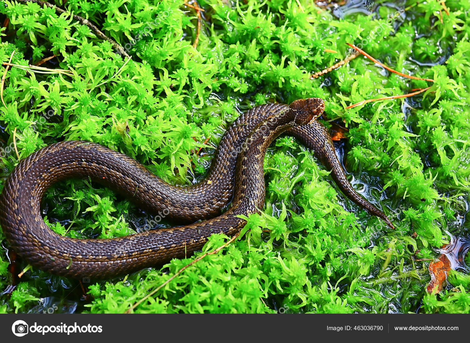 Snake Viper Swamp Reptile Wild Poisonous Dangerous Animal Wildlife ...