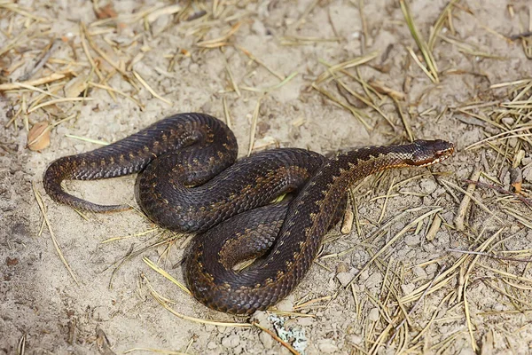 Snake Viper Swamp Reptile Wild Poisonous Dangerous Animal Wildlife ...