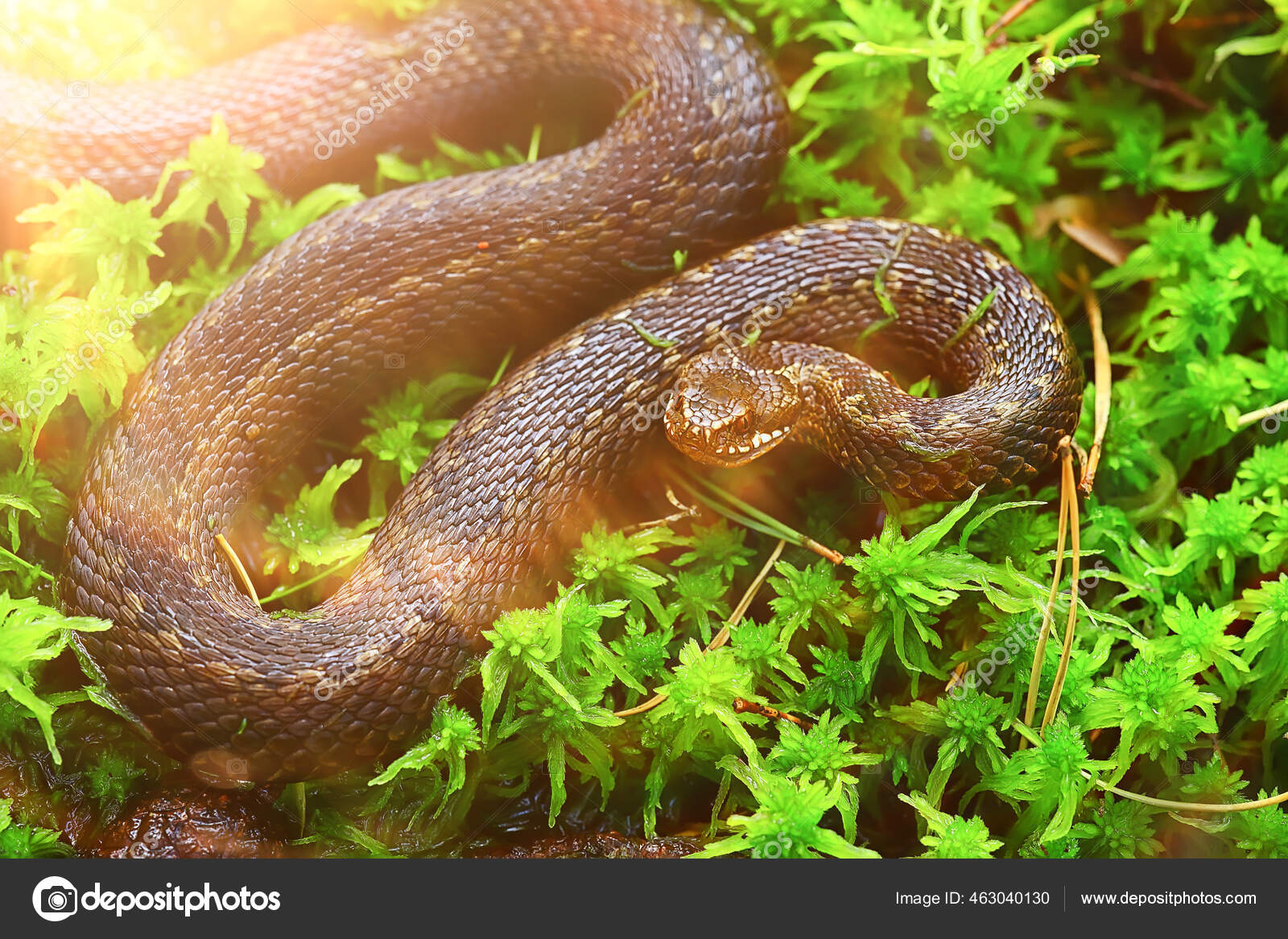 Snake Viper Swamp Reptile Wild Poisonous Dangerous Animal Wildlife ...