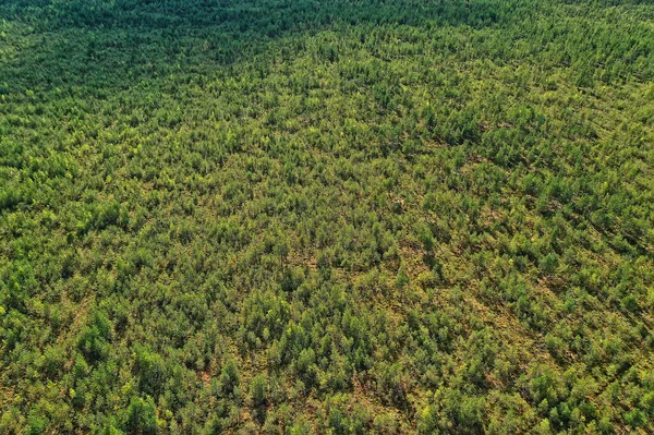 Forest top view Images - Search Images on Everypixel