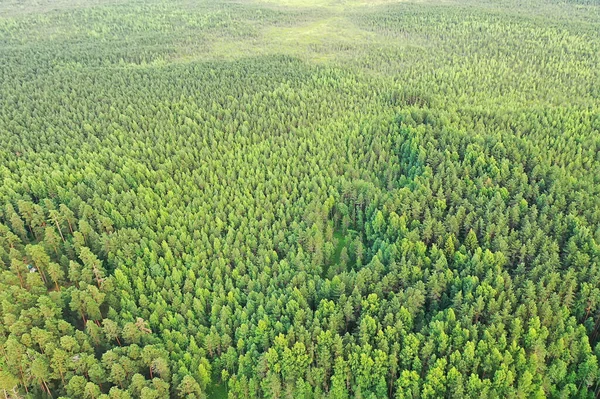 Forest top view Images - Search Images on Everypixel