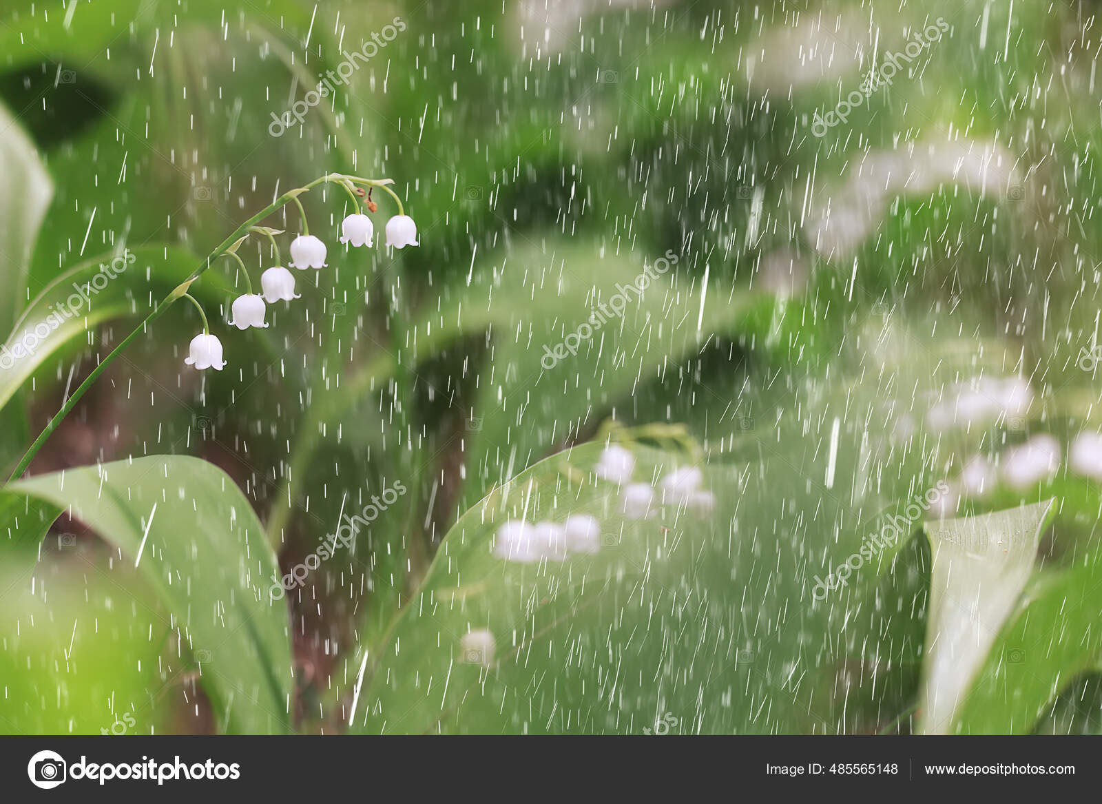 Rainy Flowers Wallpapers
