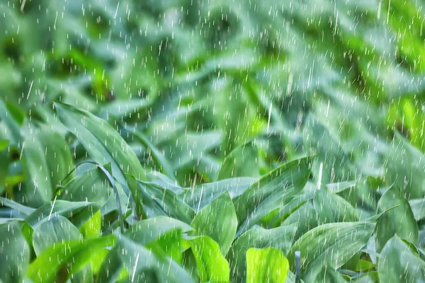 Raining on crops Stock Photos, Royalty Free Raining on crops Images ...