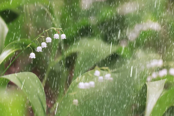 Spring background rain Stock Photos, Royalty Free Spring background ...