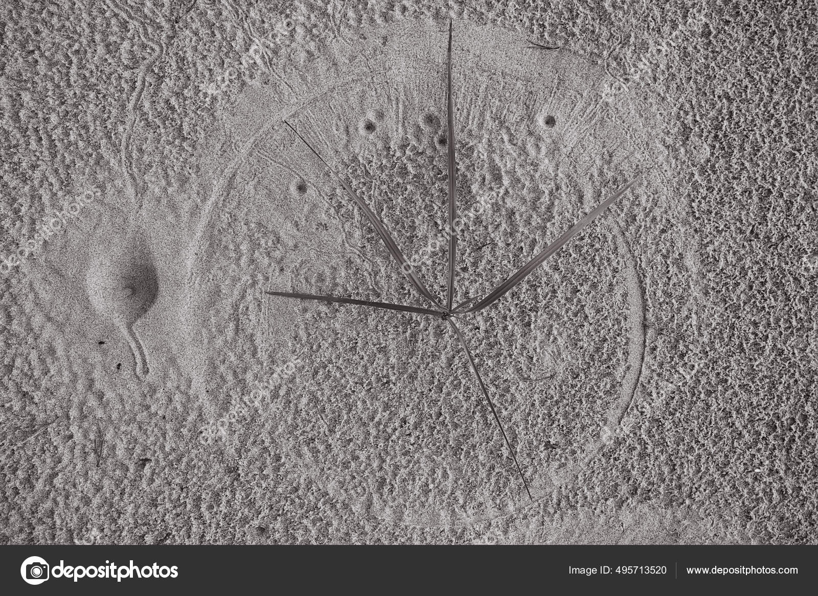 Ant Lion Footprints Sand Insect Predator Larva Hole Ground — Stock ...